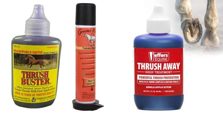 Top 5 Horse Thrush Treatments: Your Essential Guide