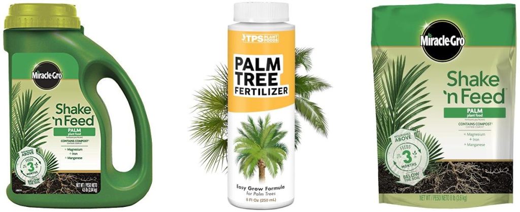 Top 5 Palm Tree Foods: Your Healthy Plant Guide